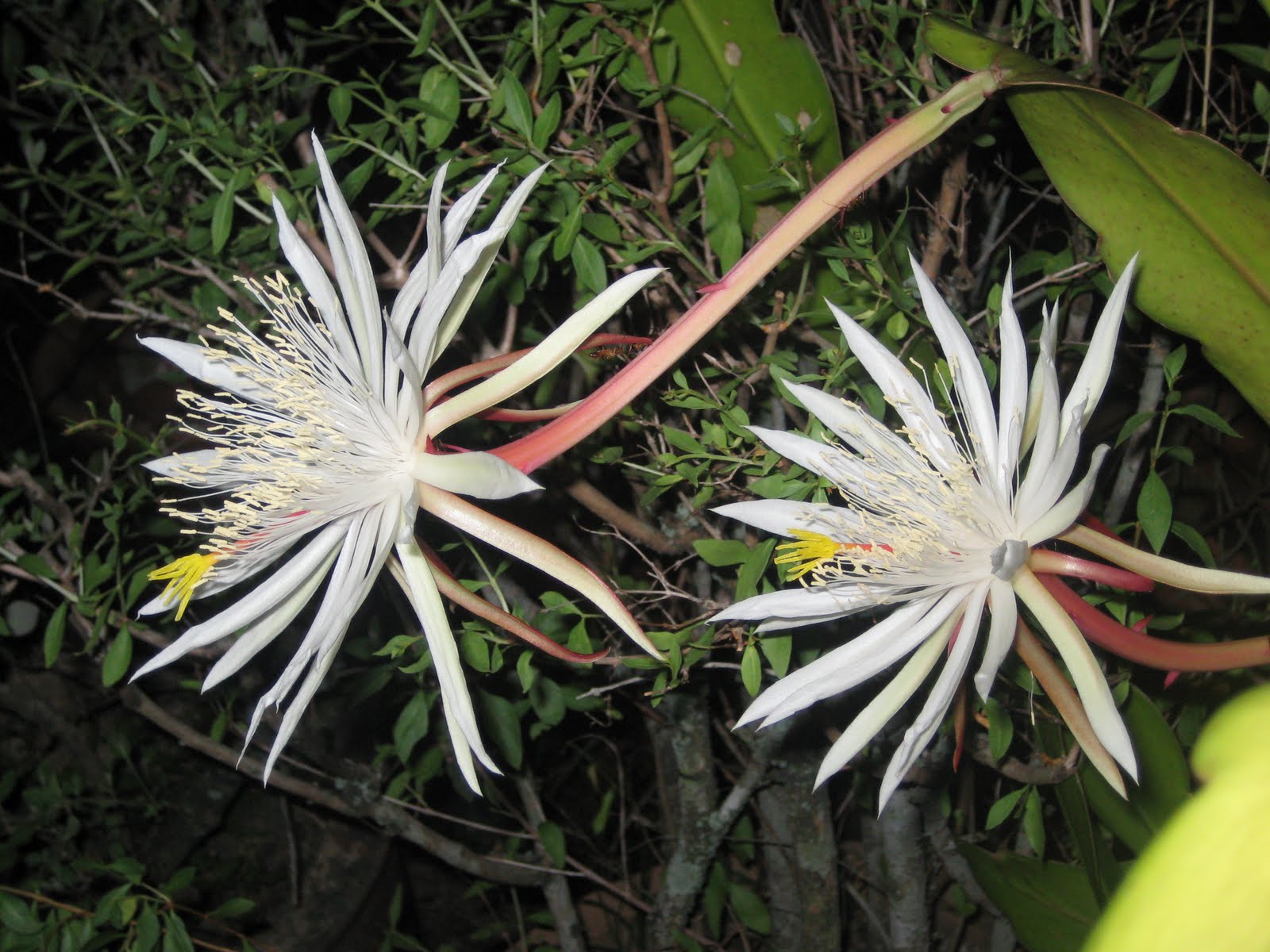 cabbageblogs: Bakawali - Flash In A Pan