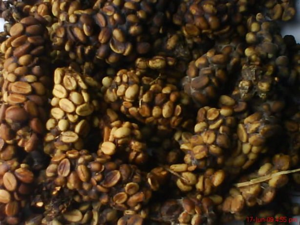 CANTIK ...TERTARIK...CUNNYA....: Kopi Tahi Musang Boleh Minum