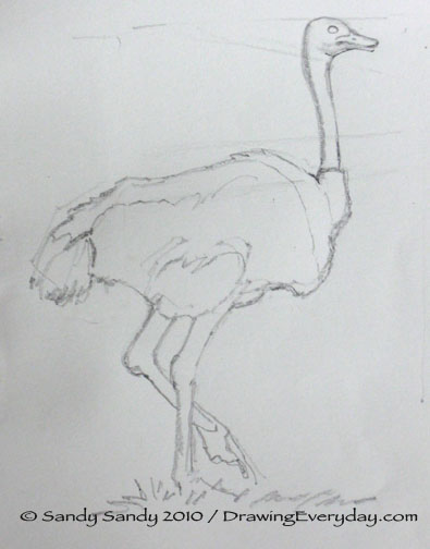 *Sketching Every Day*: Ostrich Drawing