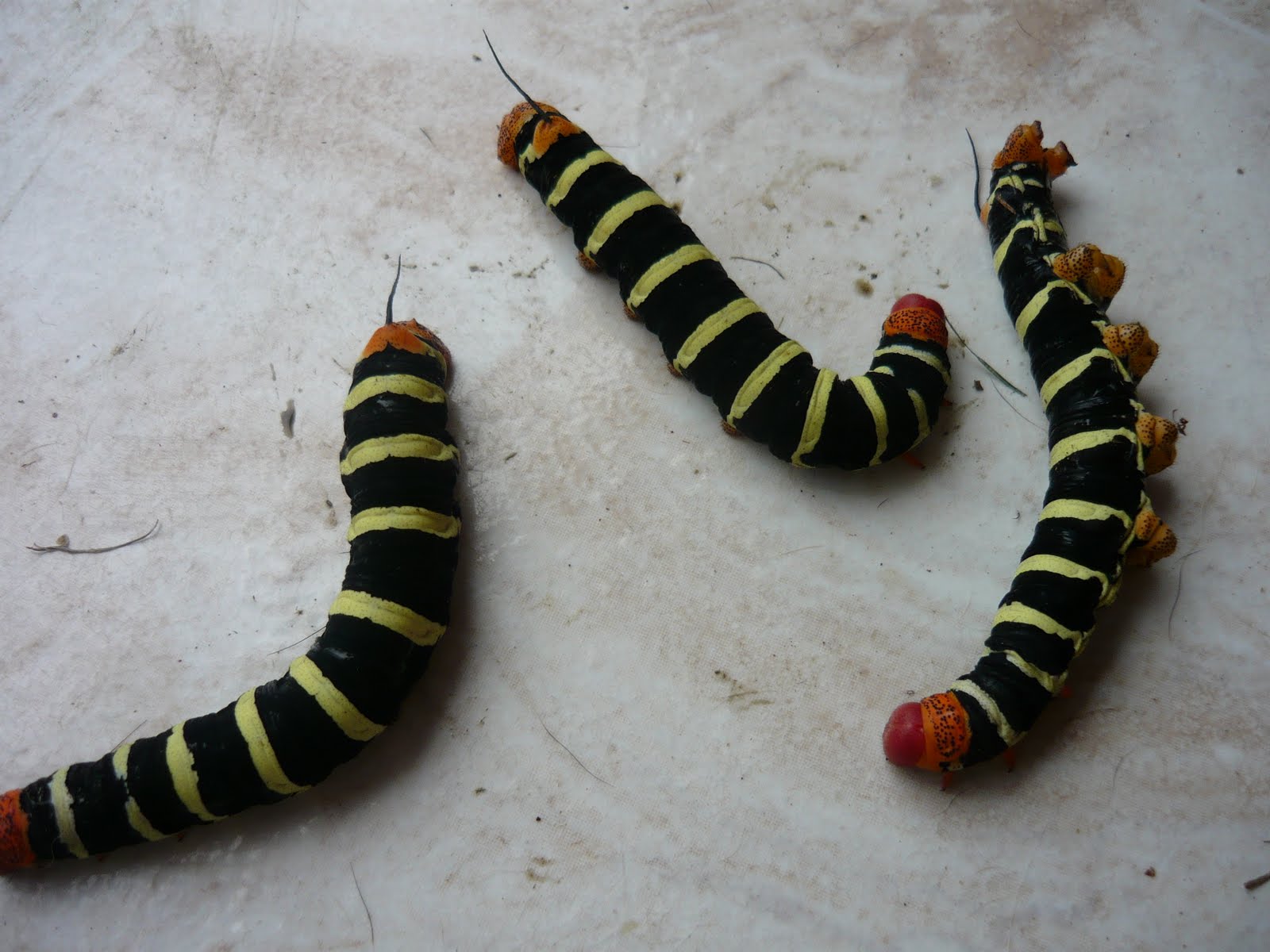 Maigrir avec la méthode Montignac phase 1.: La chenille rasta de ...