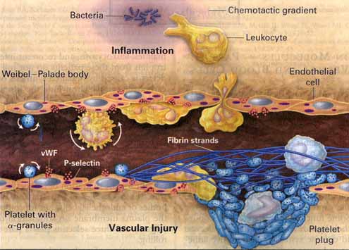 Patologia em ação: Inflamação