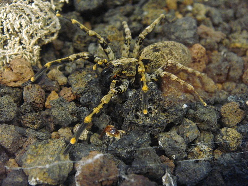 Yarnlot: Madeira-Spinnen. Spiders. Araignées.