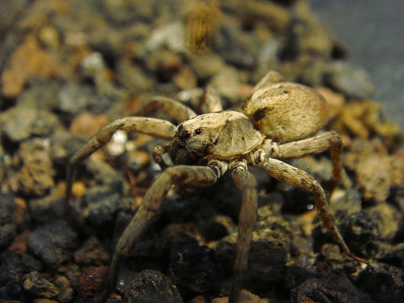 Yarnlot: Madeira-Spinnen. Spiders. Araignées.