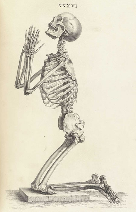 cezm: Anatomia Humana