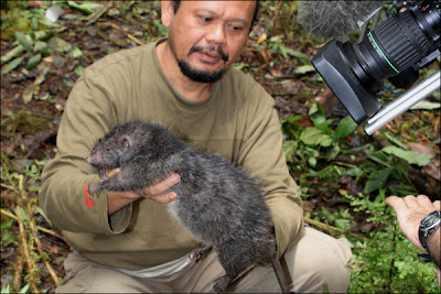 Só Curiosidades: Rato Gigante