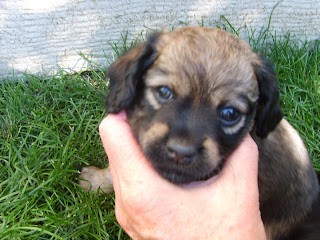 Golden Rule Havanese: HAVANESE/COCKAPOO PUPPIES