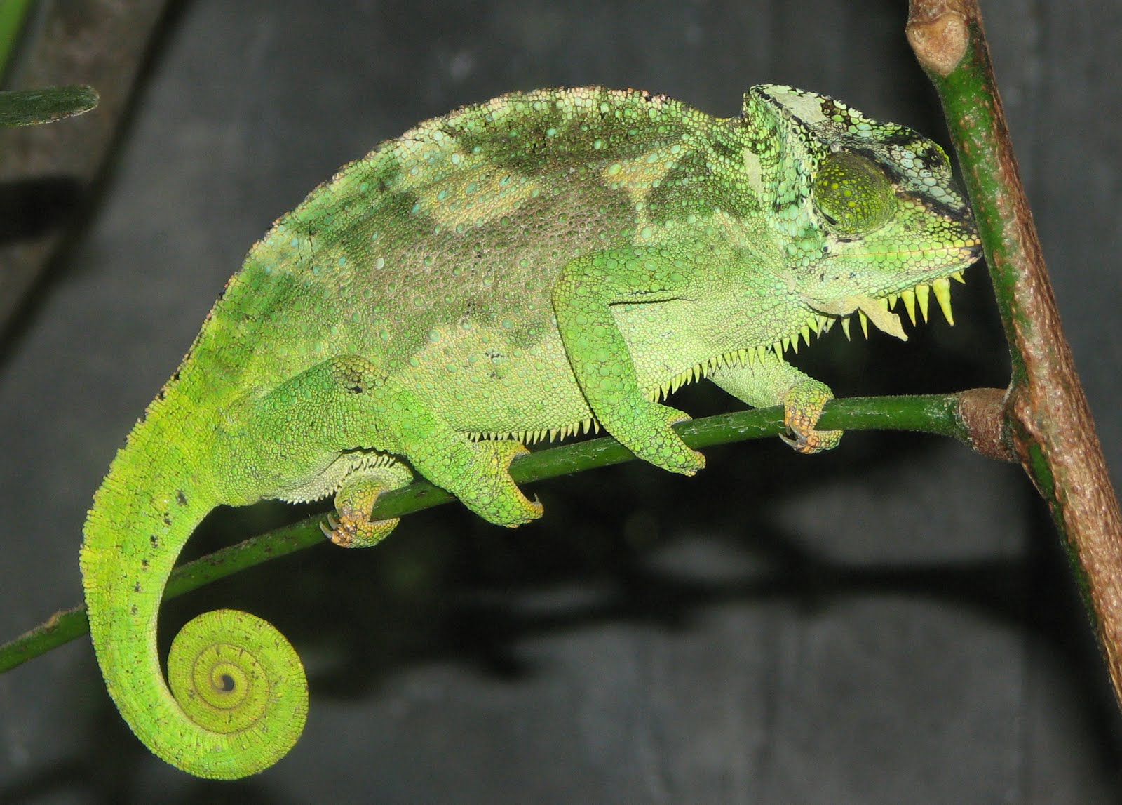 Intreaba-te ! E lumea ta !: Reptile.