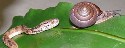 The Evilutionary Biologist: Left-handed Snails Beat Snail-eating Snakes