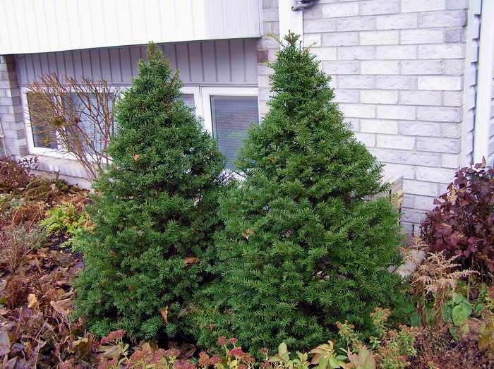 CanadianGardenJoy: Dark Green Pyramidal Yew Taxus x Media
