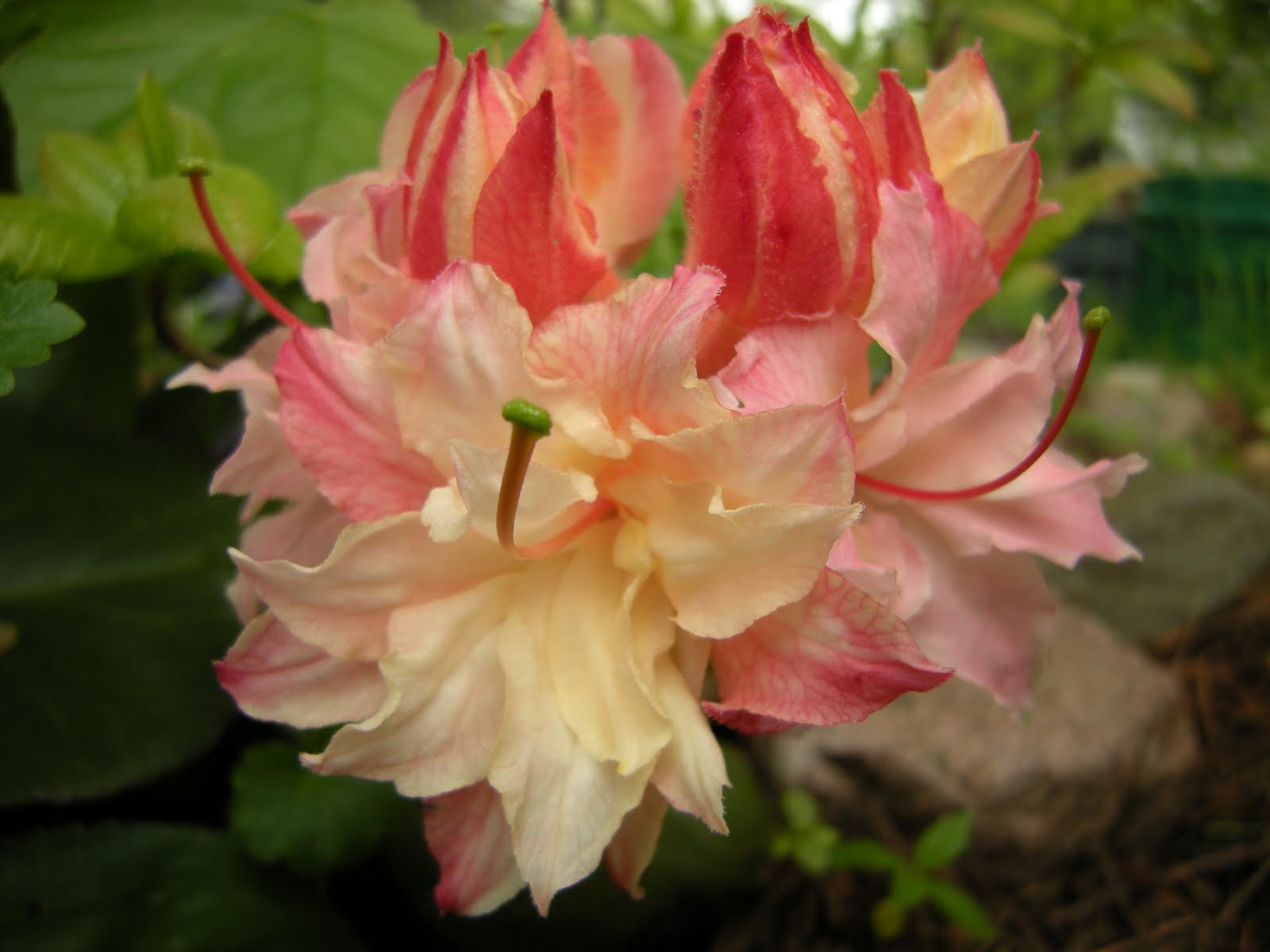 The Obsessive Gardener: OMG! It Finally Bloomed!!