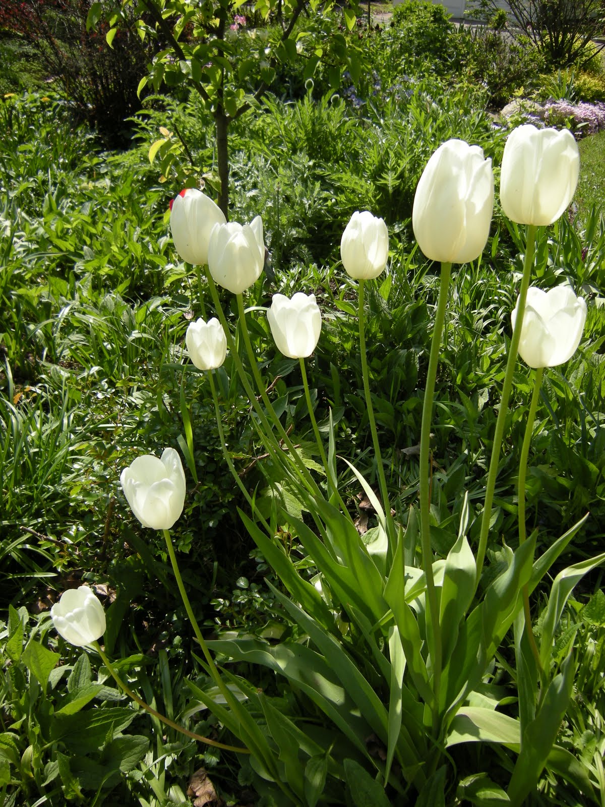 The Obsessive Gardener: GBBD - May 2010