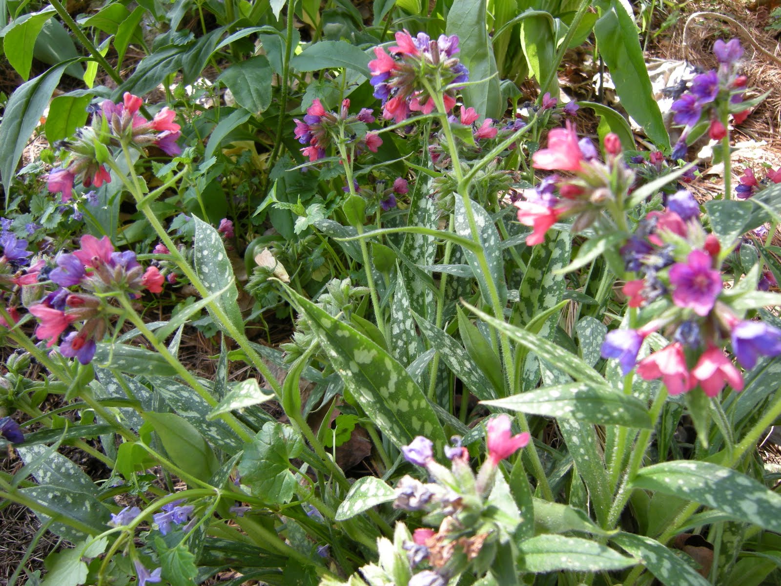 The Obsessive Gardener: GBBD - May 2010