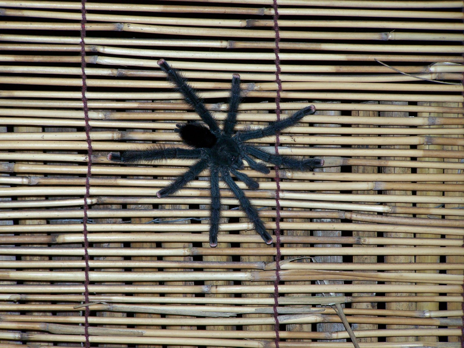 de BAURDEAU a la GUYANE