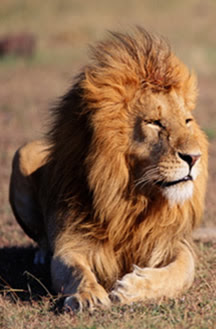 ANIMALES EXOTICOS: LEON AFRICANO (Panthera Leon)