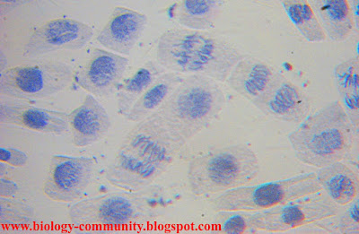 Dra. Roimil Latifa MM, M.Si: Mikroteknik