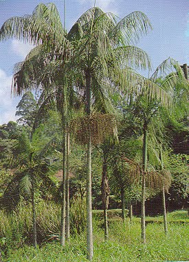 It´s All About Food: Palmito