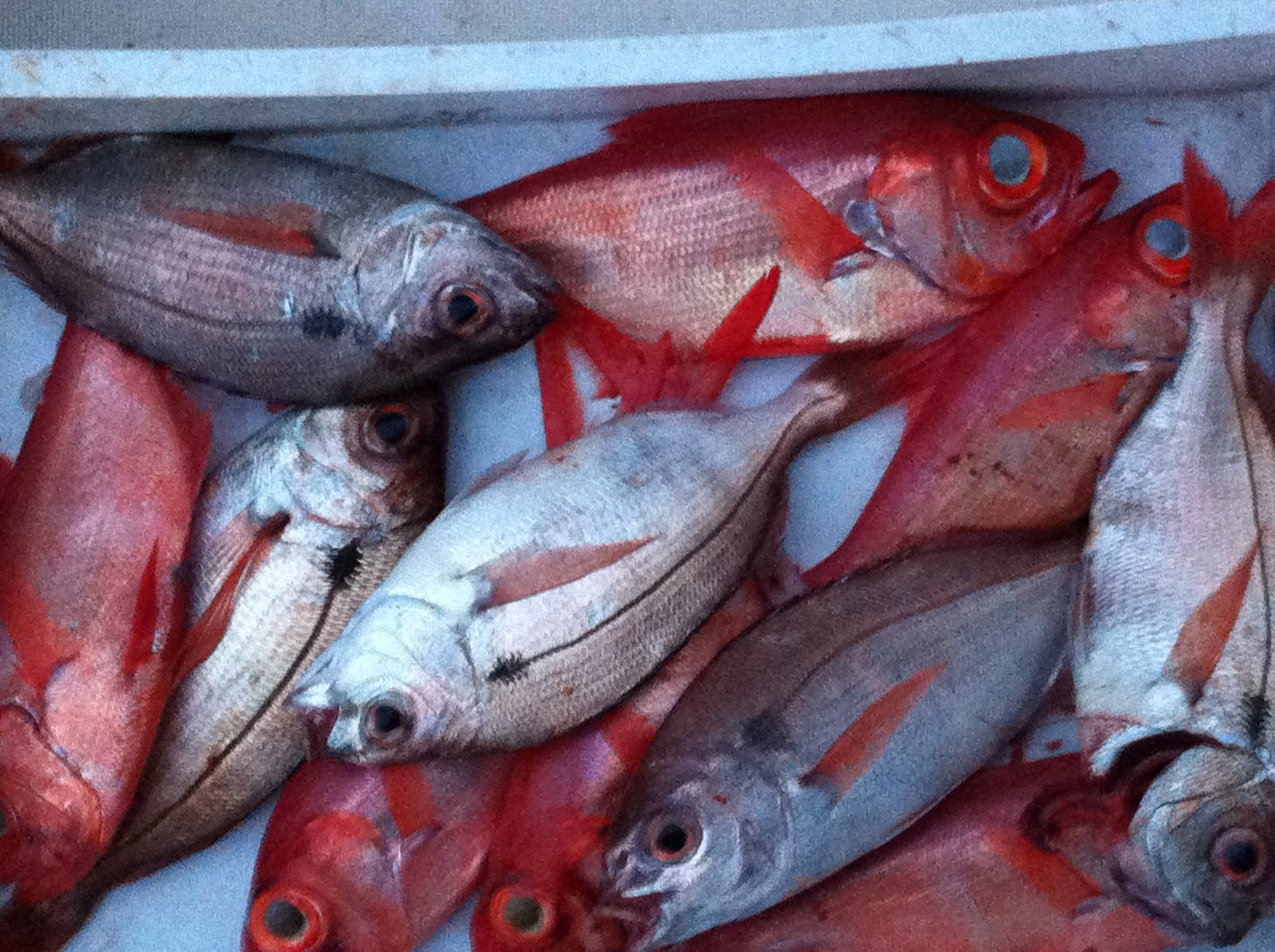 Pescando por Cantabria: Una de besugos