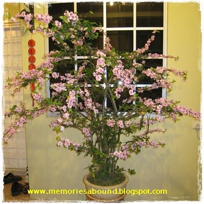 Rachel's Memories: Cherry Blossom in Malaysia