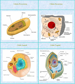 Trabajos academicos de Quìmica: La celula