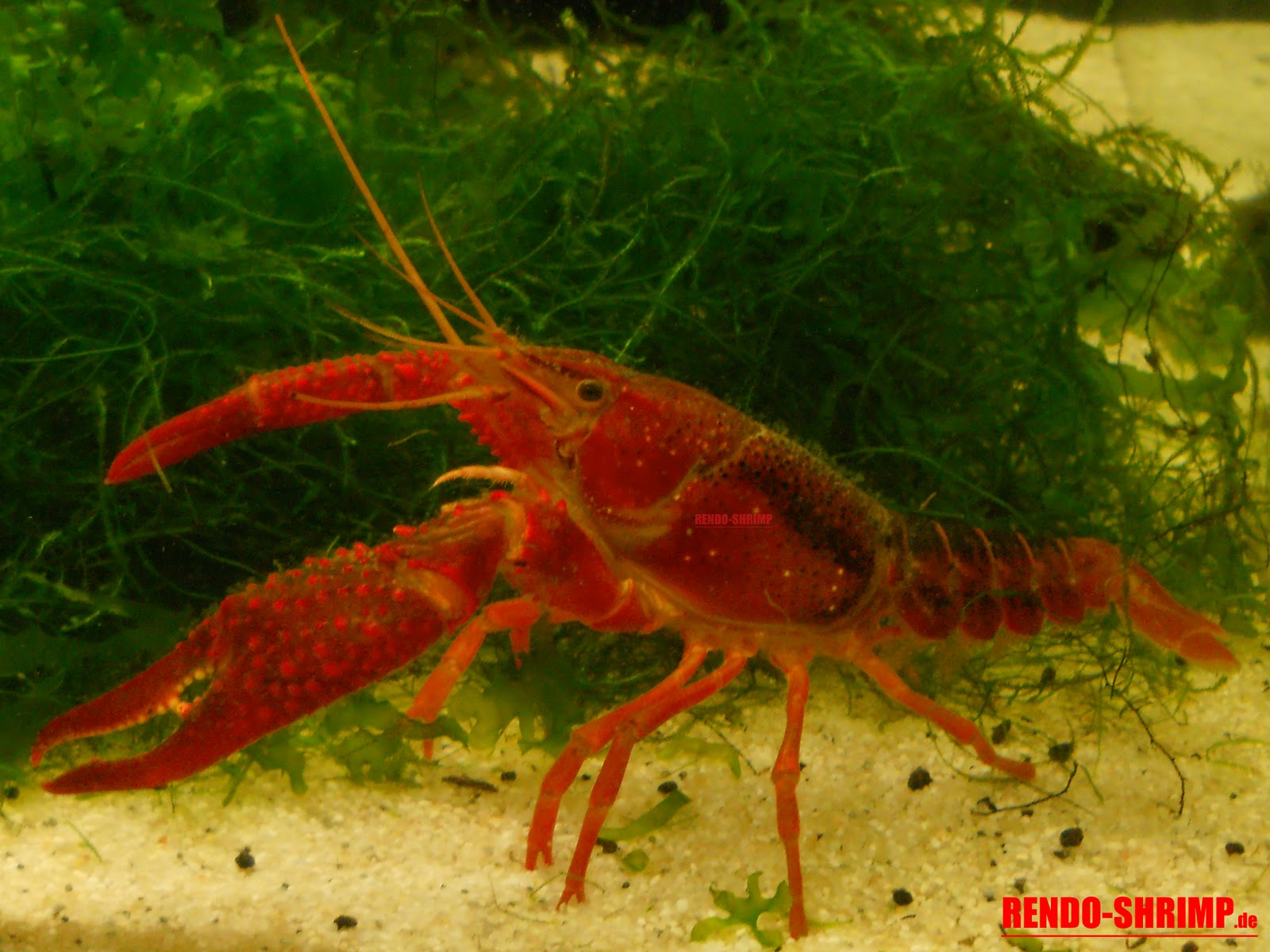 RENDO-SHRIMP Nano-Aquaristik: Galerie