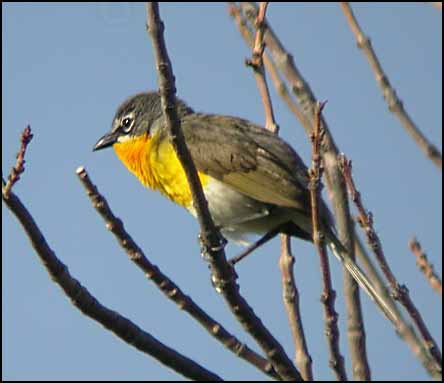 North-state Naturalists: Chat: A Bird True to it’s Name