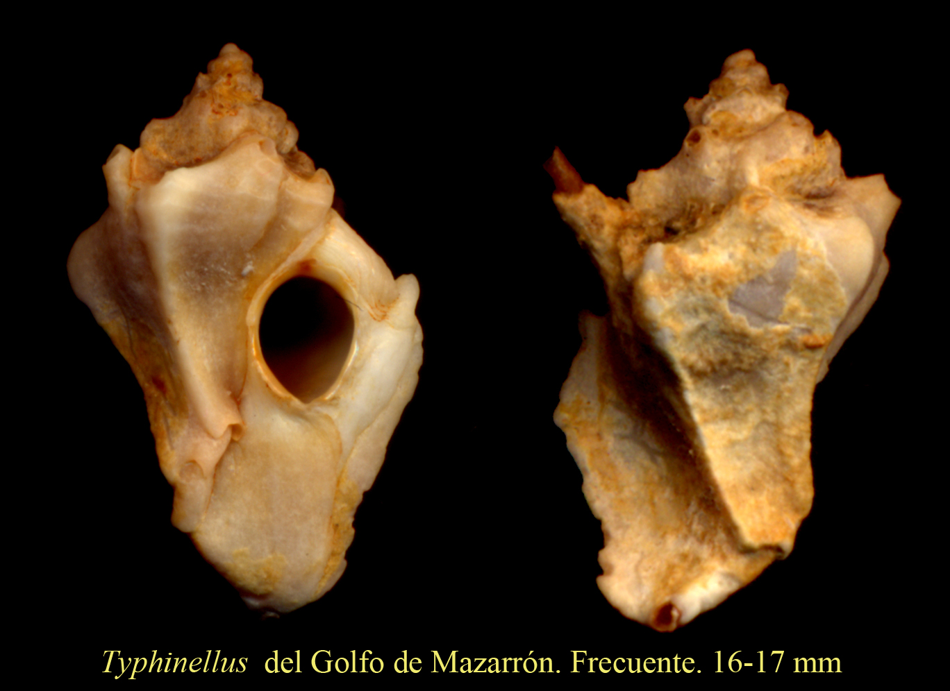 MALACOLOGÍA MEDITERRÁNEA: MURICIDAE