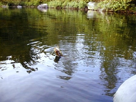 Steve Dobson's Fisherman's Blog: How To Get Started Float Tube Fly Fishing