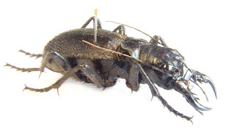 UNC - BIOLOGIA: ENTOMOLOGIA - INSECTOS TERRESTRES