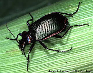 UNC - BIOLOGIA: ENTOMOLOGIA - INSECTOS TERRESTRES