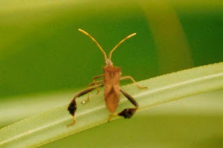 UNC - BIOLOGIA: Entomologia - insectos fitofagos (2-ectofitofagos)