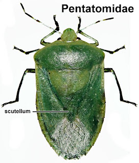 UNC - BIOLOGIA: Entomologia - insectos fitofagos (2-ectofitofagos)