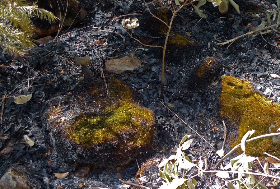 Art and Other Adventures with Narca: Burn in South Fork