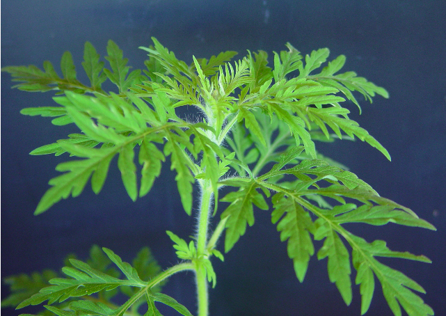 Gevaarlijke Planten: Alsemambrosia