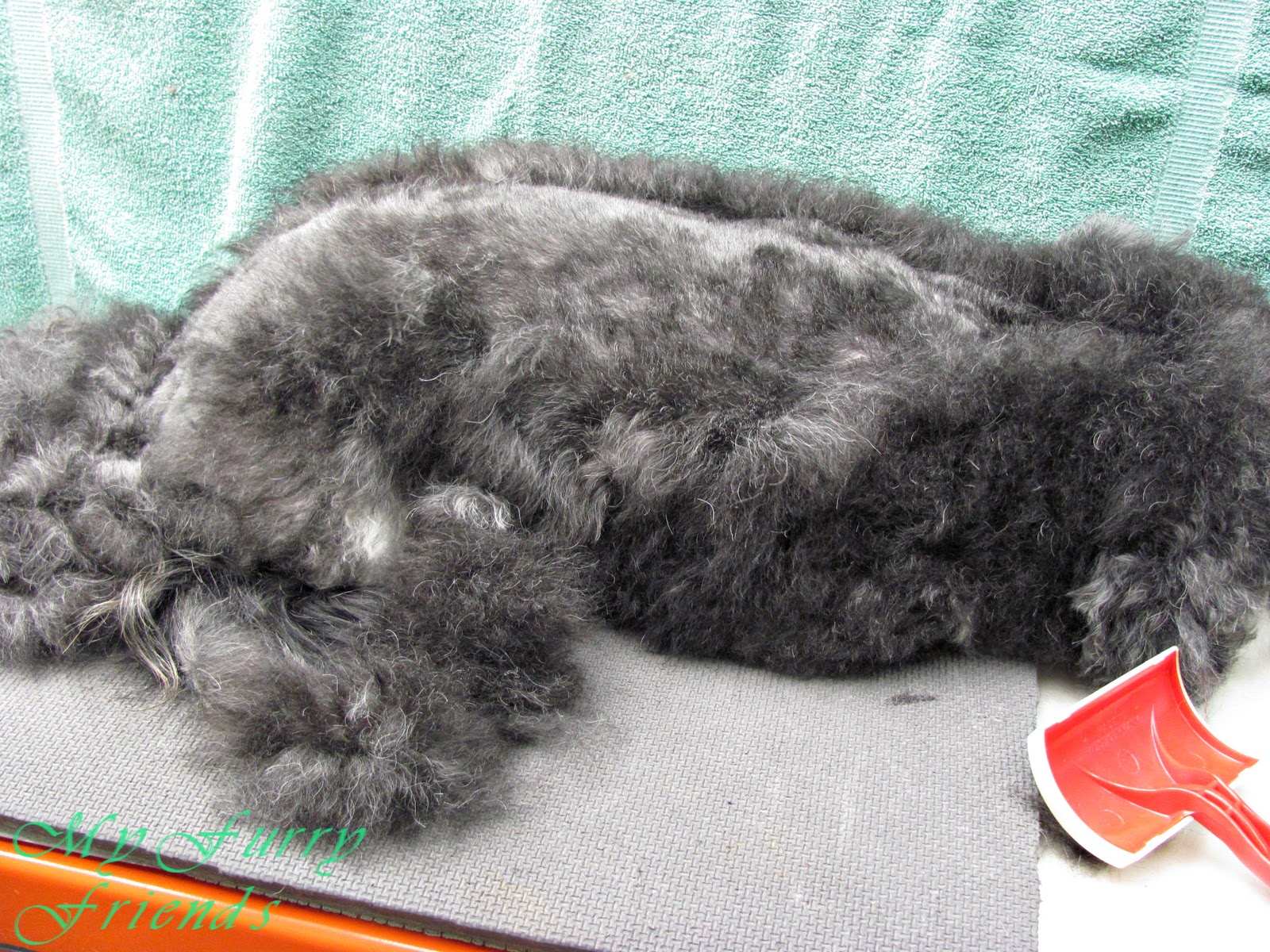 Pet Grooming: The Good, The Bad, & The Furry: Matted Dogs