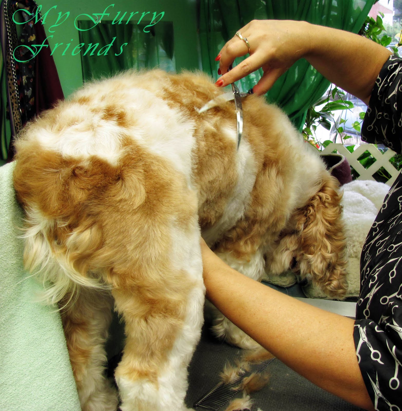 Pet Grooming: The Good, The Bad, & The Furry: Puppy Cut...on a Cocker!