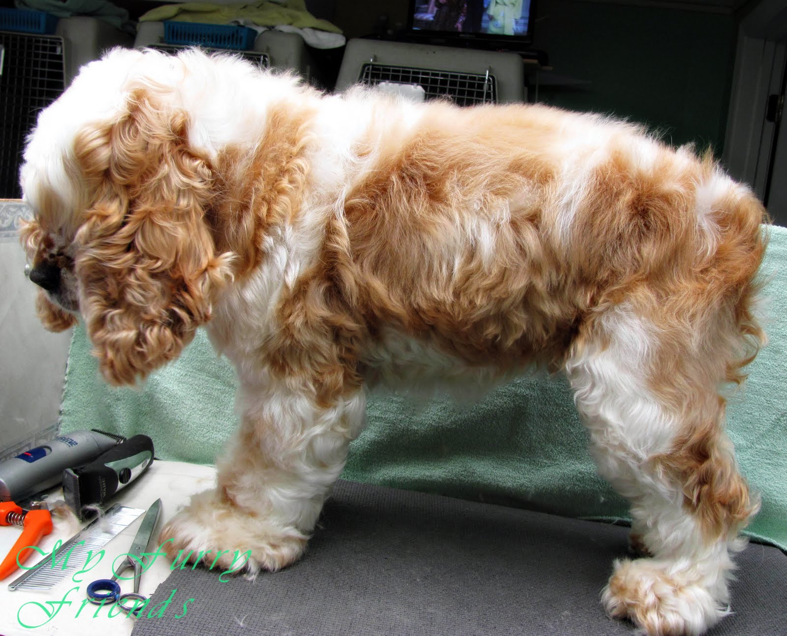 Pet Grooming: The Good, The Bad, & The Furry: Puppy Cut...on a Cocker!