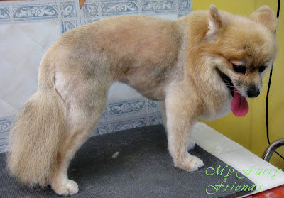 Pet Grooming: The Good, The Bad, & The Furry: Lion Cut on a Pomeranian