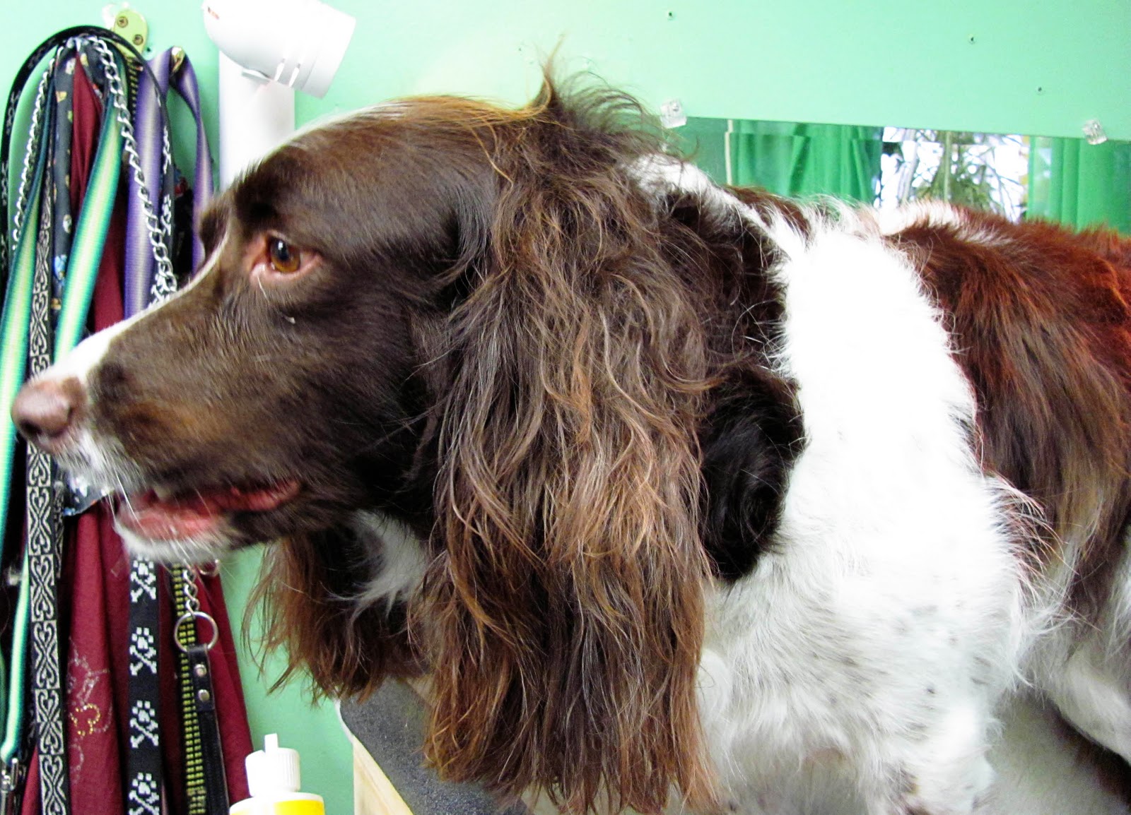 Pet Grooming: The Good, The Bad, & The Furry: Hand Scissoring a ...