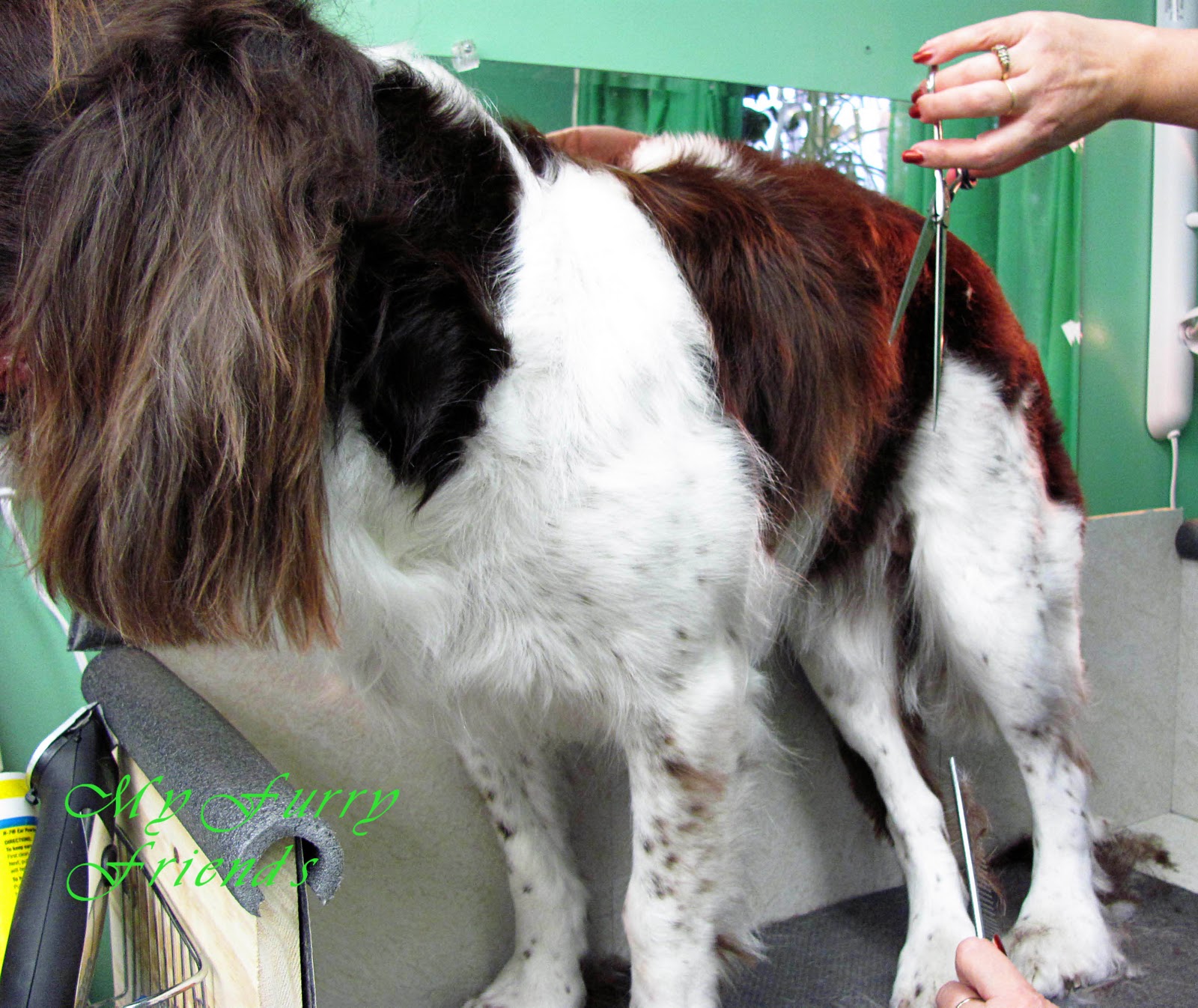 Pet Grooming: The Good, The Bad, & The Furry: Hand Scissoring a ...