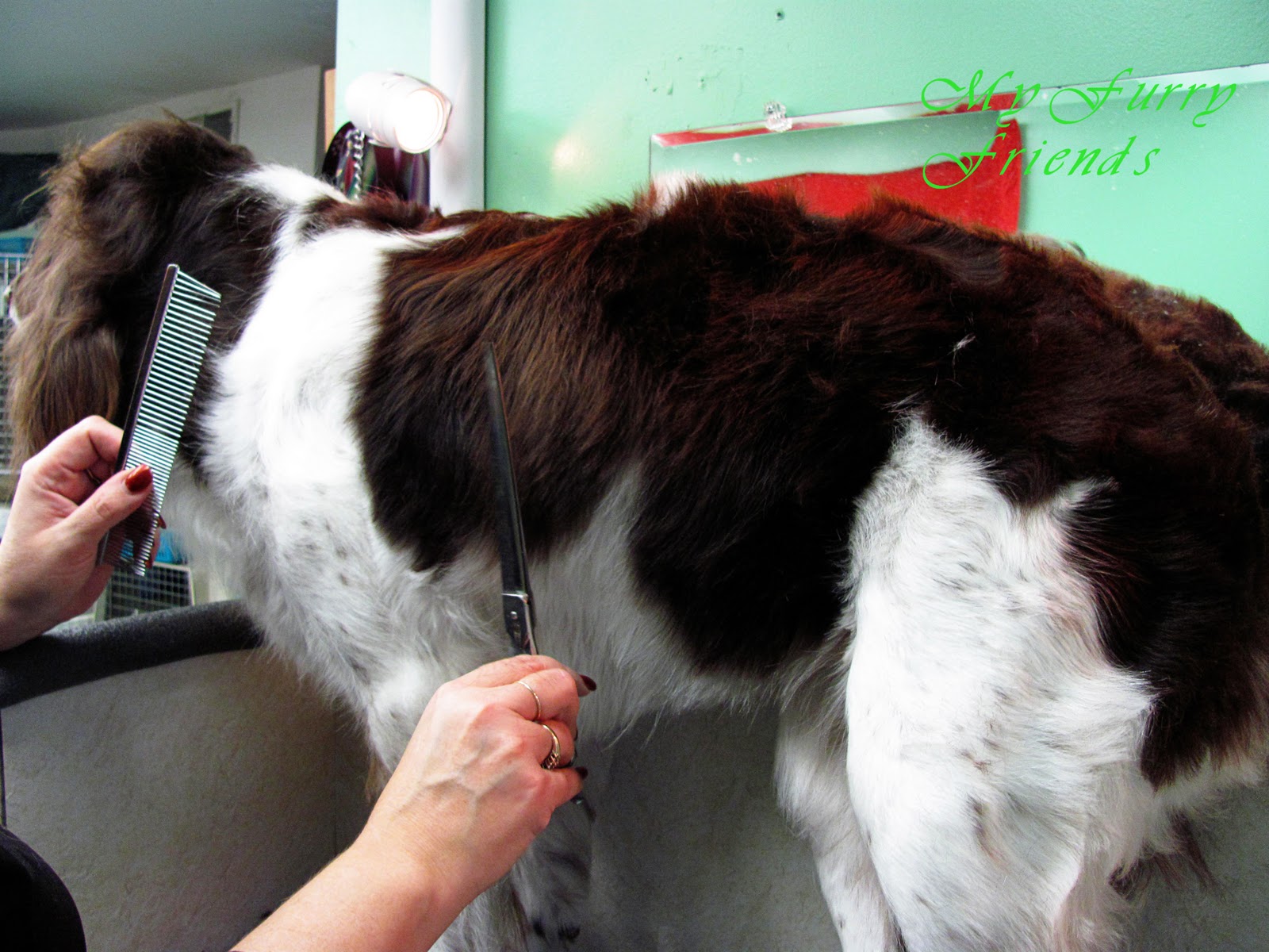 Pet Grooming: The Good, The Bad, & The Furry: Hand Scissoring a ...
