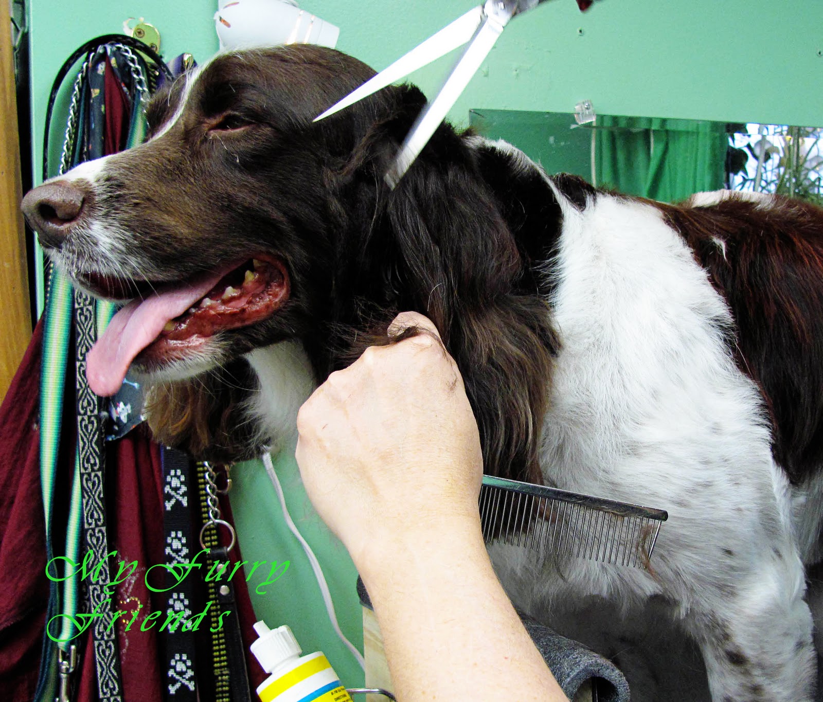 Pet Grooming: The Good, The Bad, & The Furry: Hand Scissoring a ...