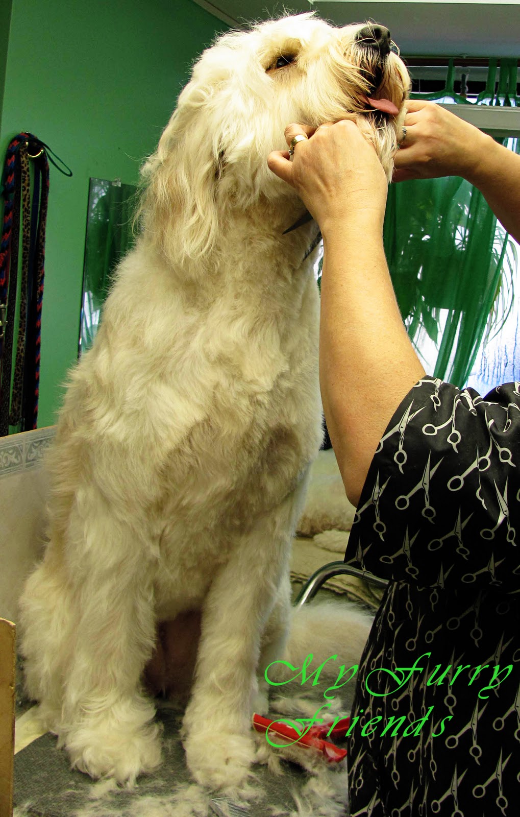 Pet Grooming: The Good, The Bad, & The Furry: Grooming Labradoodles ...