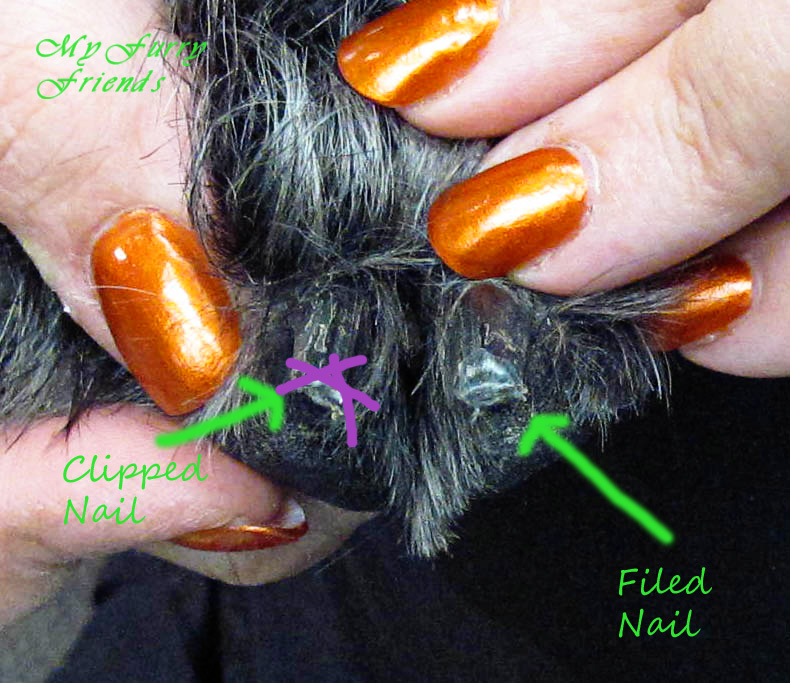 Pet Grooming: The Good, The Bad, & The Furry: Tuesdays Tip #8 Nails cont.