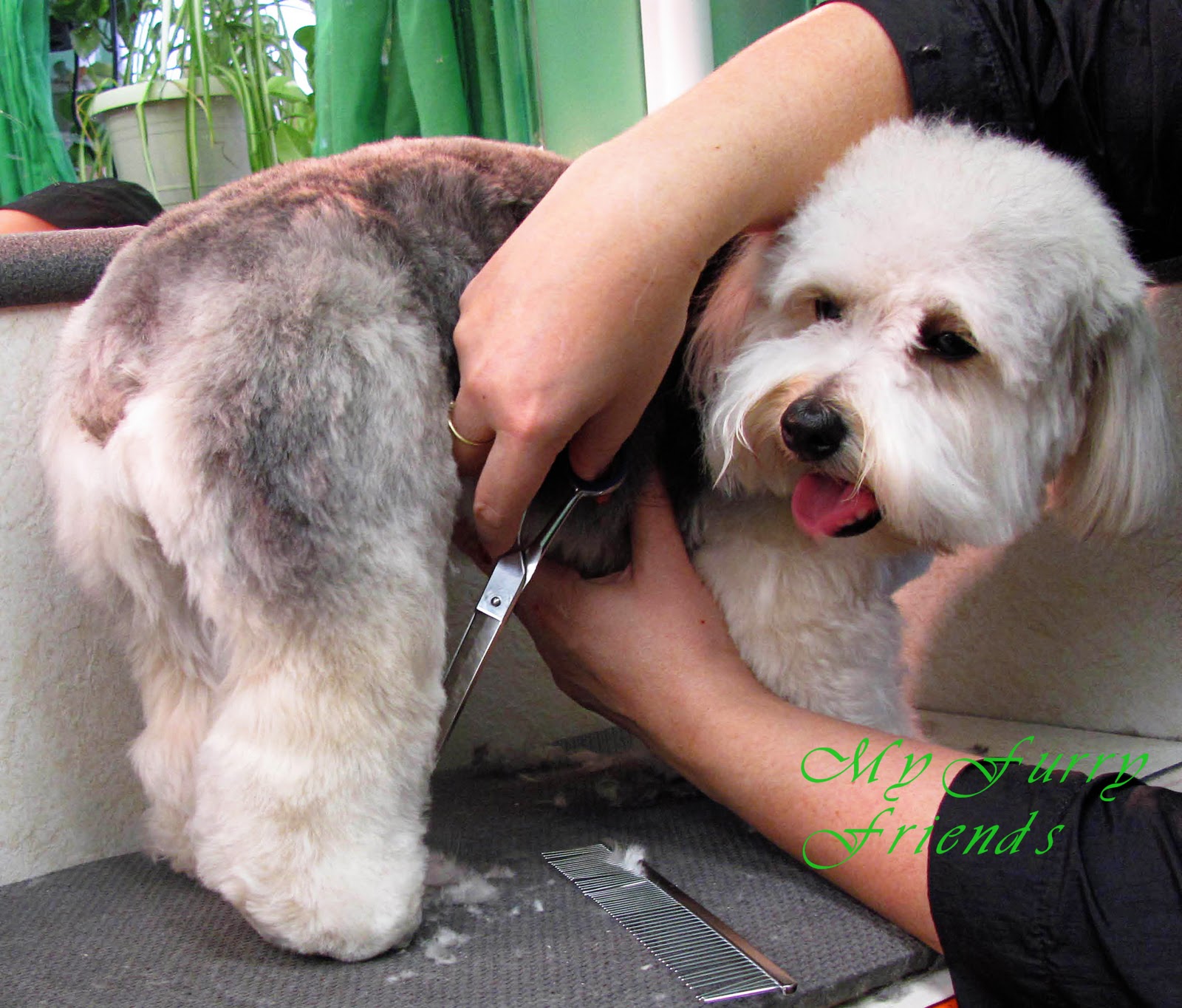 Pet Grooming: The Good, The Bad, & The Furry: Scissoring Feet & Legs