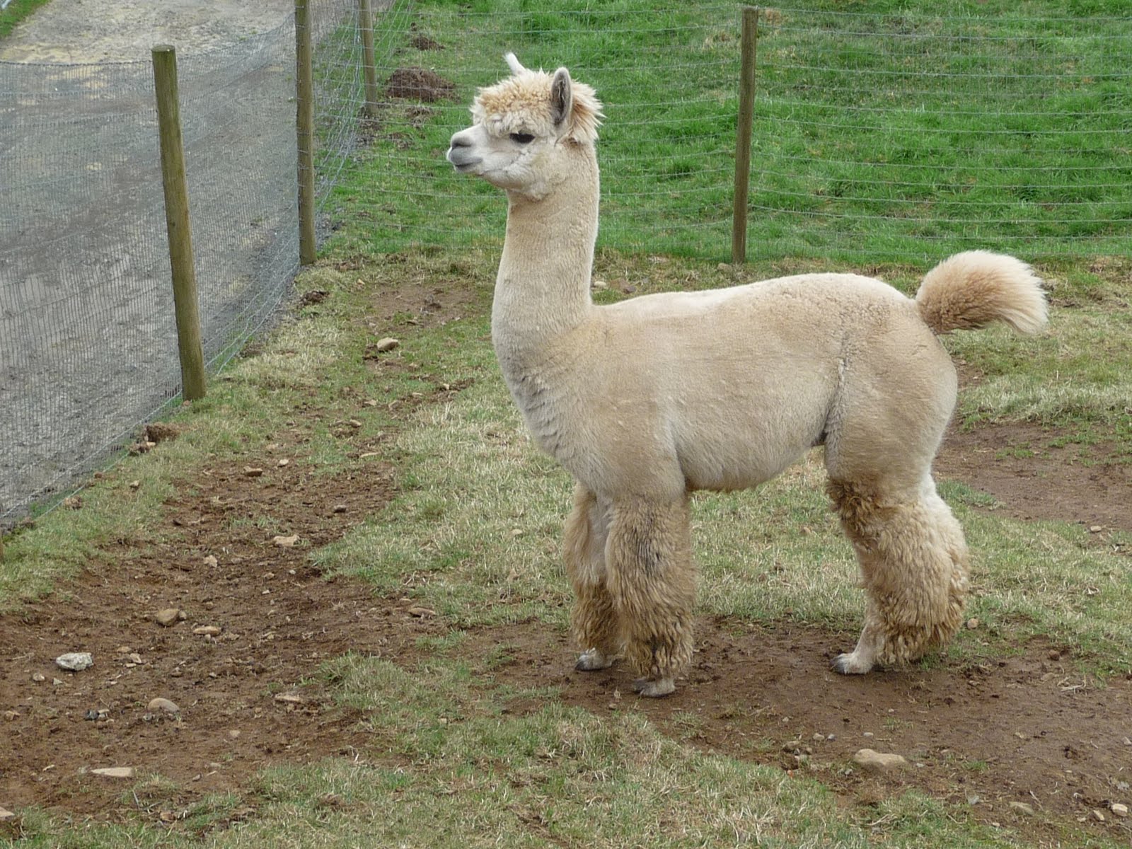 seniors walking across america: DAY 21 - AN AFTERNOON WITH ALPACAS