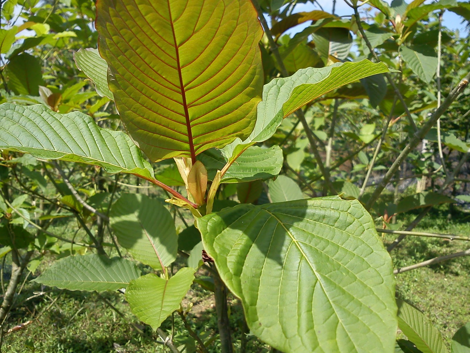 bunga-bunga syurga: POKOK KETUM