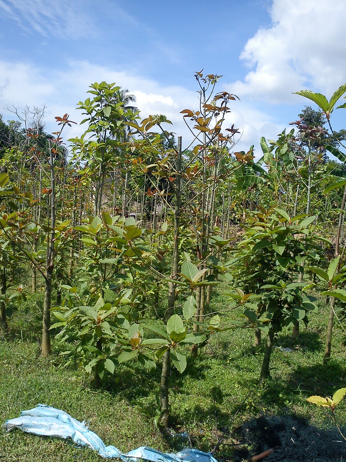 bunga-bunga syurga: POKOK KETUM