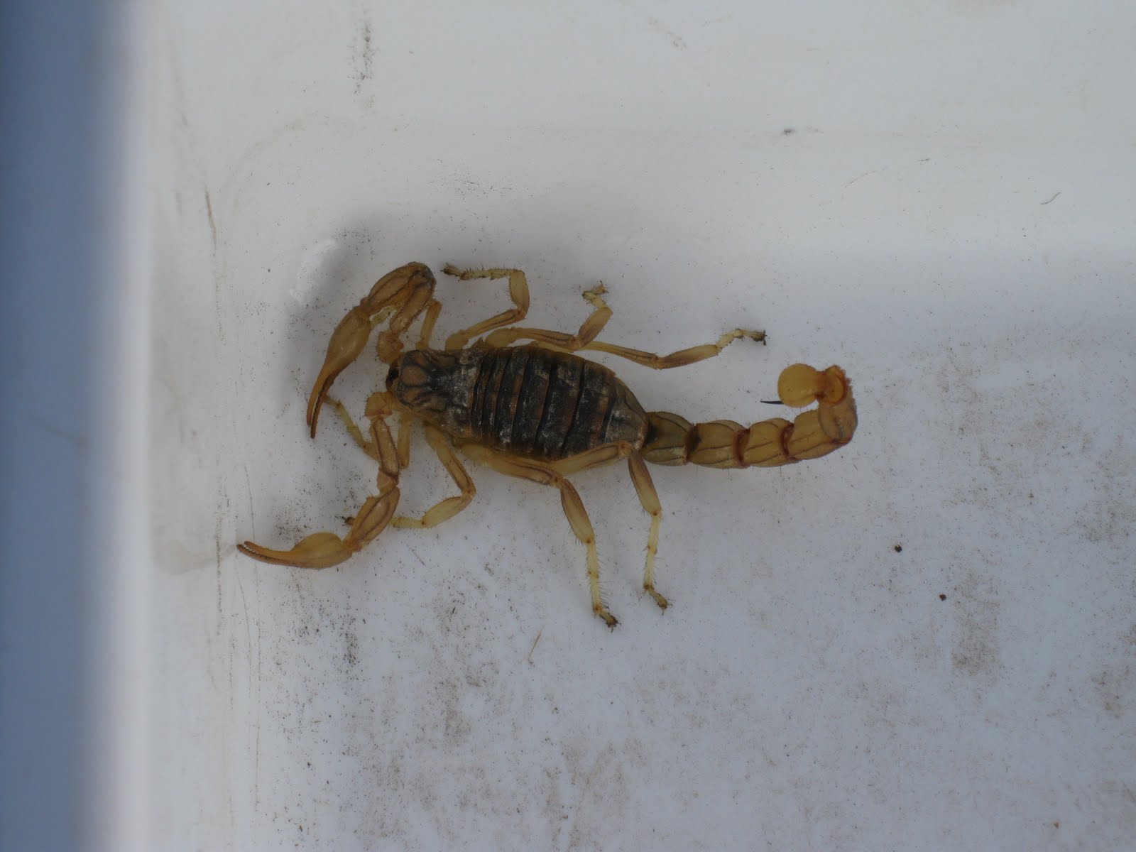 Habemus CIENCIA: Buthus occitanus (Amoreux, 1789)