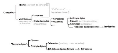 Habemus CIENCIA: Craneados