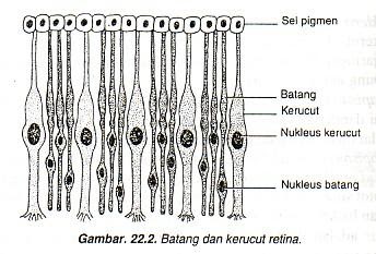 Sel Batang dan Sel Kerucut